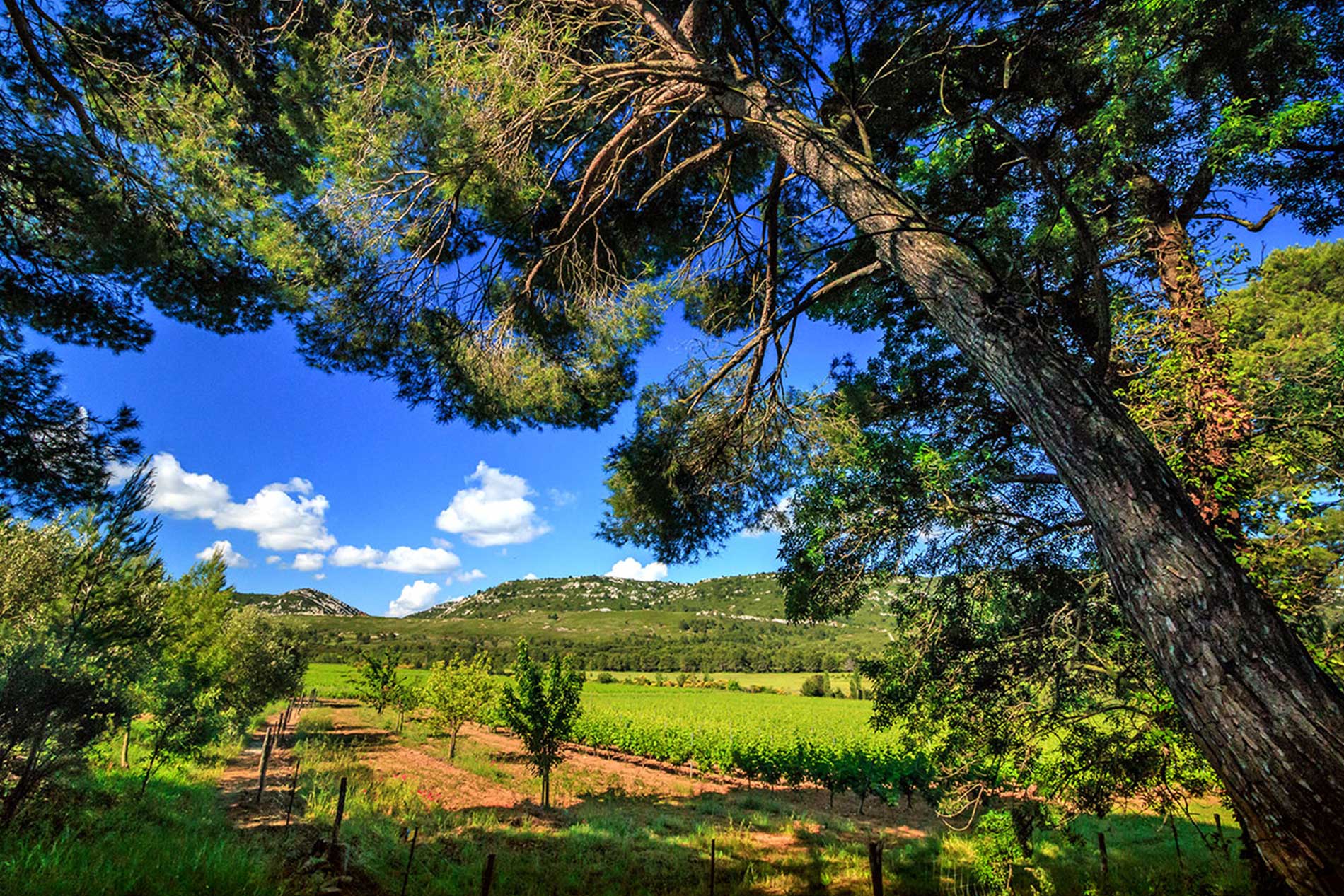 Histoire - Chateau Saint Esteve - Famille Latham