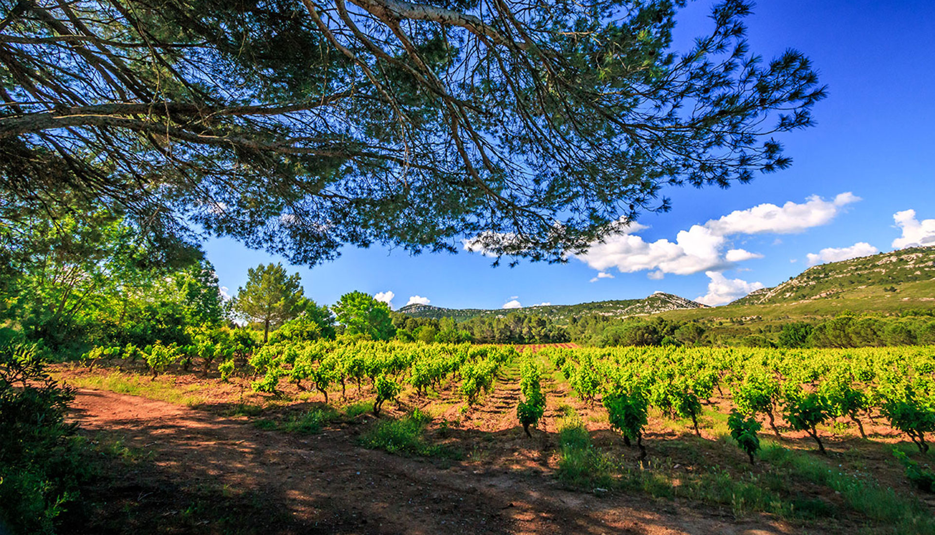 La propriété - Chateau Saint Esteve - Famille Latham